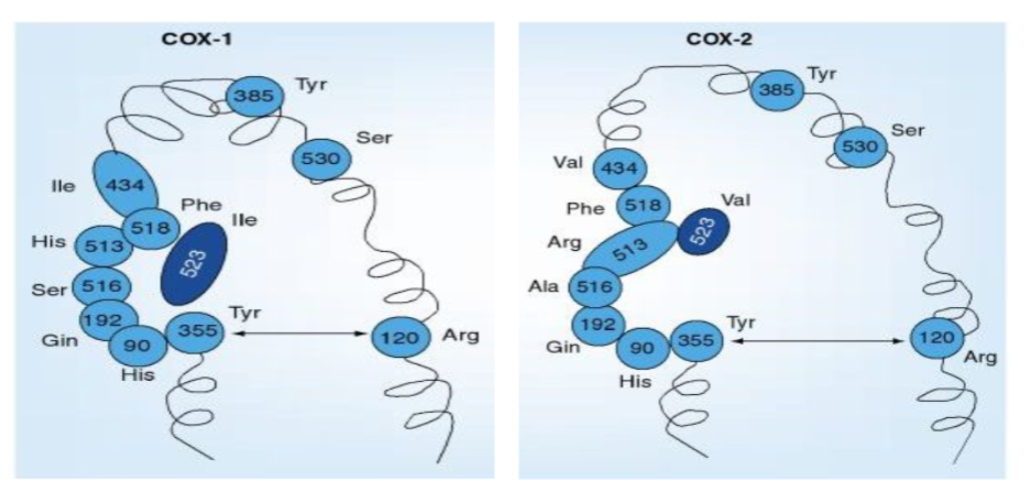 Solved cox-2 cox-1 Tyr Tyr 385 385 Ser Ser 530 530 Val (434 | Chegg.com