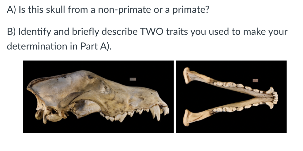 Solved A) Is this skull from a non-primate or a primate? B) | Chegg.com