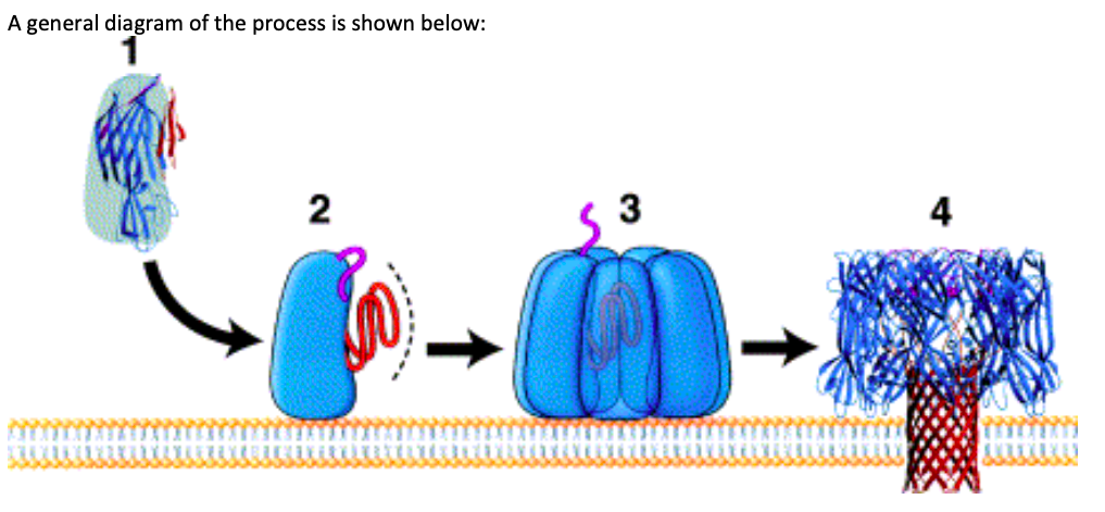 Solved Protein A is a member of the bacterial pore-forming | Chegg.com