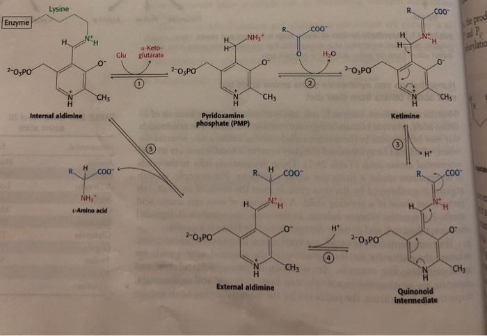 Solved Lysine Enzyme a-Keto- Glu glutarate H2O 2-O3P 2-Os | Chegg.com