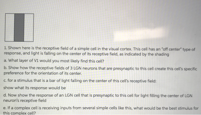 Solved 1. Shown here is the receptive field of a simple cell | Chegg.com