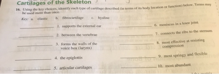Using the Key Choices Identify Each Type of Cartilage Described