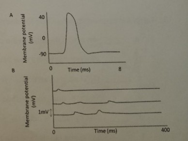 Solved The graphs below show changes in end plate potentials | Chegg.com