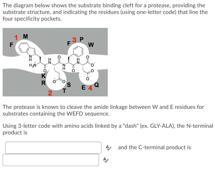 Solved The diagram below shows the substrate binding cleft | Chegg.com