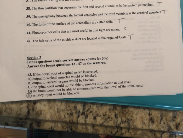 Solved 38. The thin partition that separates the first and | Chegg.com