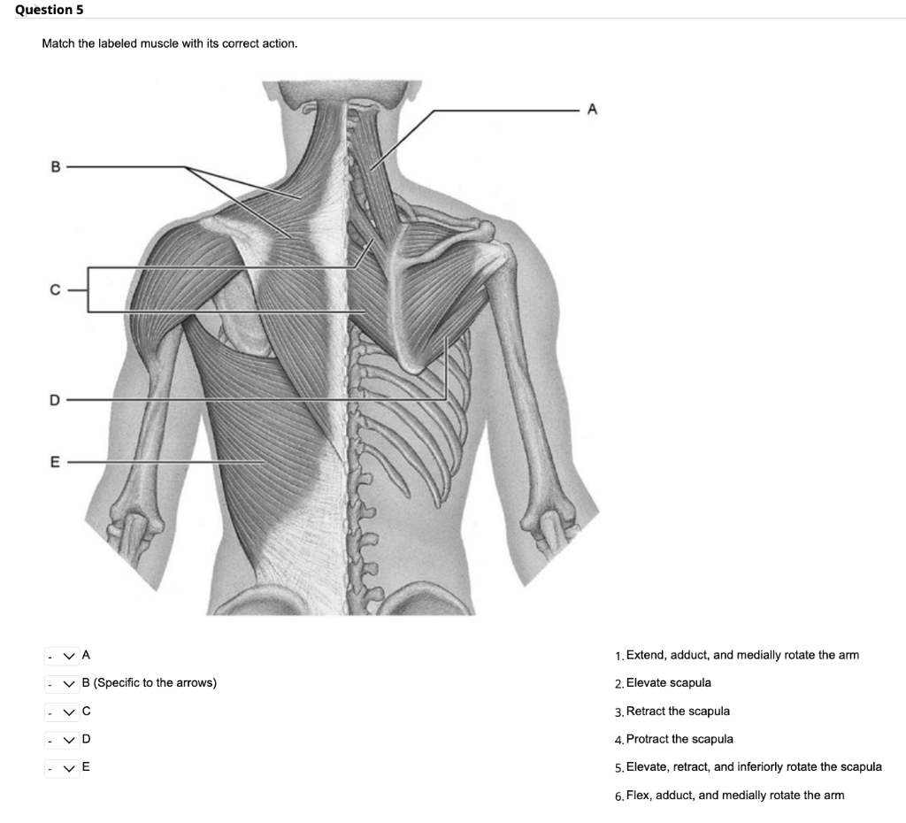 Solved Match the labeled muscle with its correct action. 4 | Chegg.com