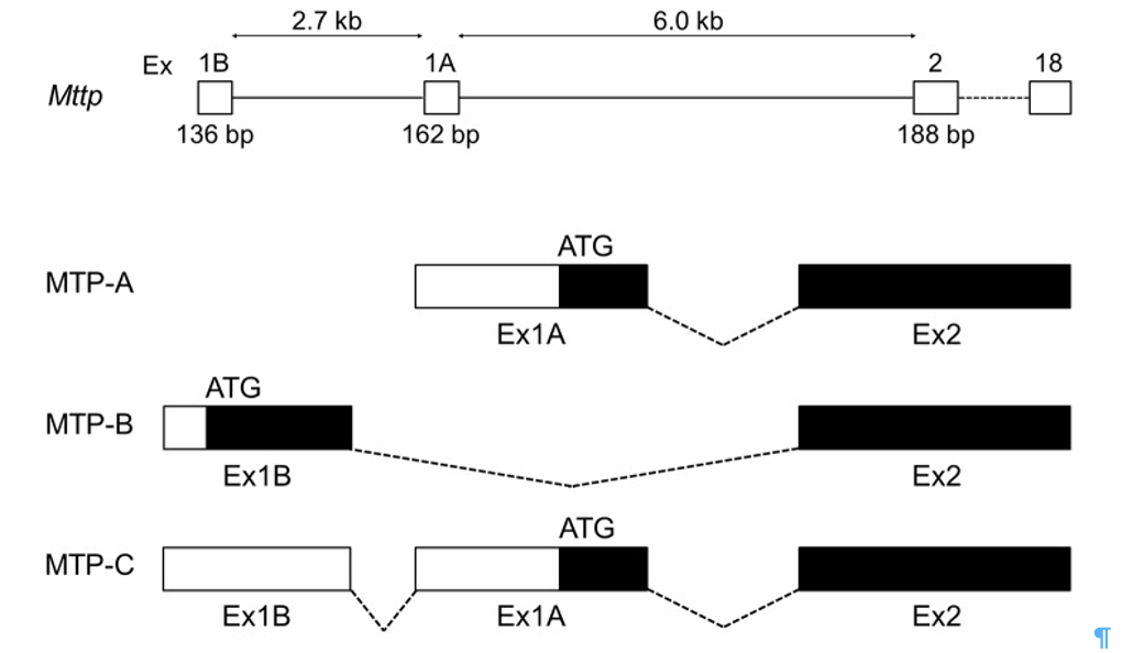Solved The following mouse gene variants are three | Chegg.com