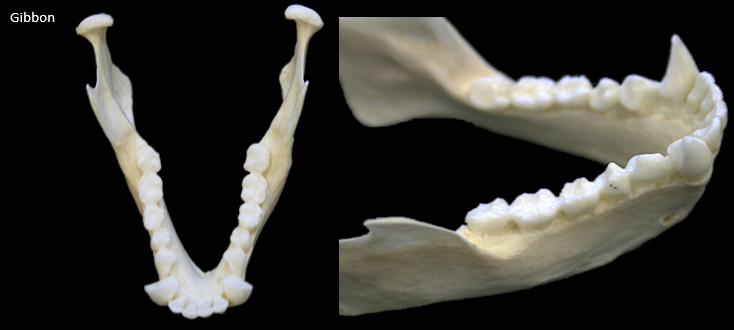 Solved Ring-Tailed Lemur Howler Monkey V Baboon V | Chegg.com