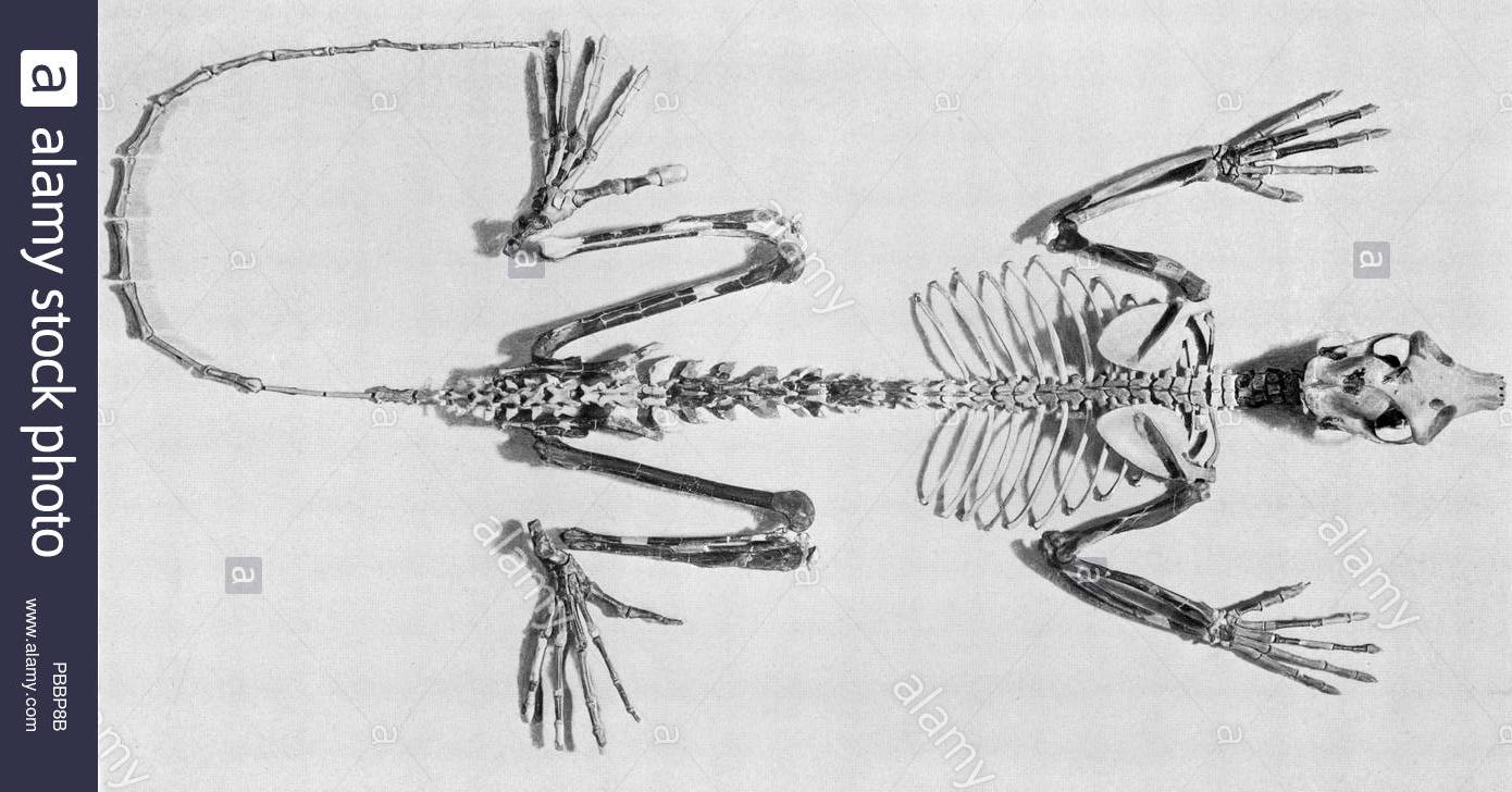 Solved The Eocene primate Notharctus tenebrosas, had | Chegg.com