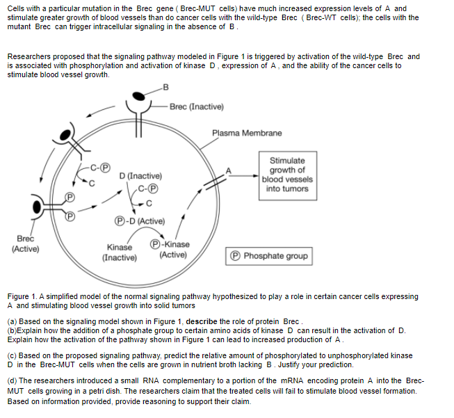 Solved Cells with a particular mutation in the Brec gene | Chegg.com