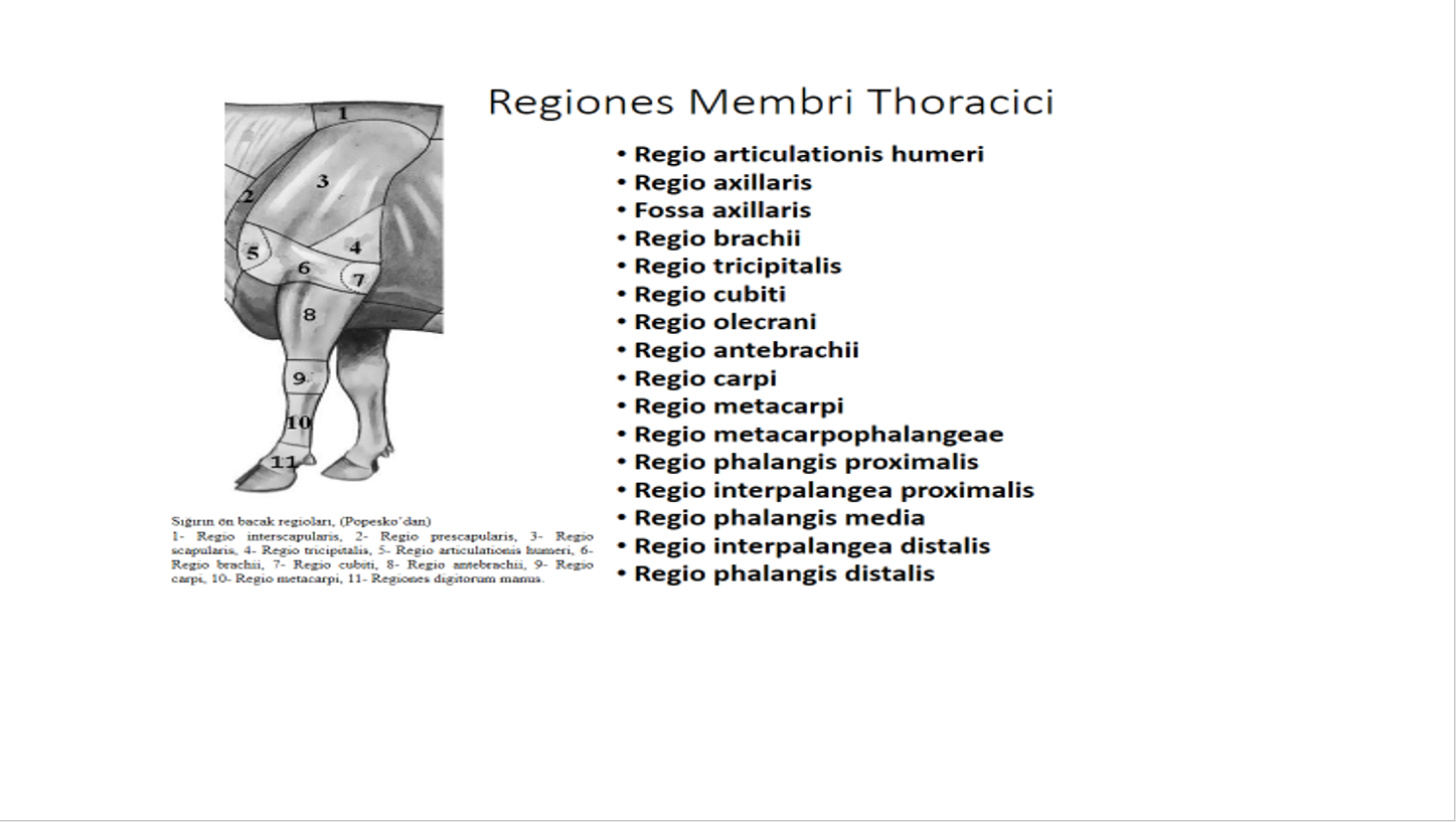 Solved 1 Regiones Membri Thoracici • Regio articulationis | Chegg.com