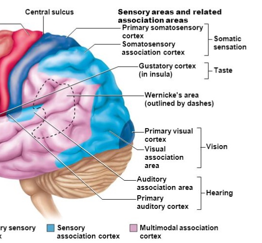 Auditory Association Cortex