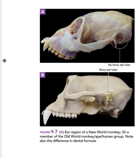 Solved Station 2: Platyrrhine or Catarrhine? 1 Look at the | Chegg.com