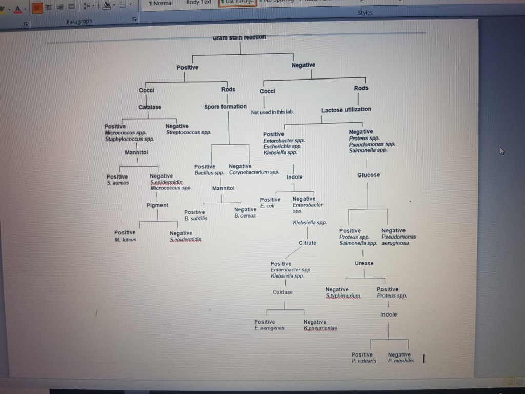 Solved BACTERIAL IDENTIFICATION Gram positive | Chegg.com
