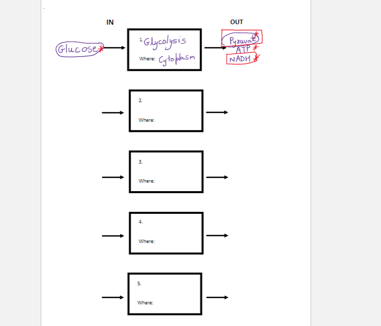 Step 1. Draw five big boxes in a line down the middle | Chegg.com