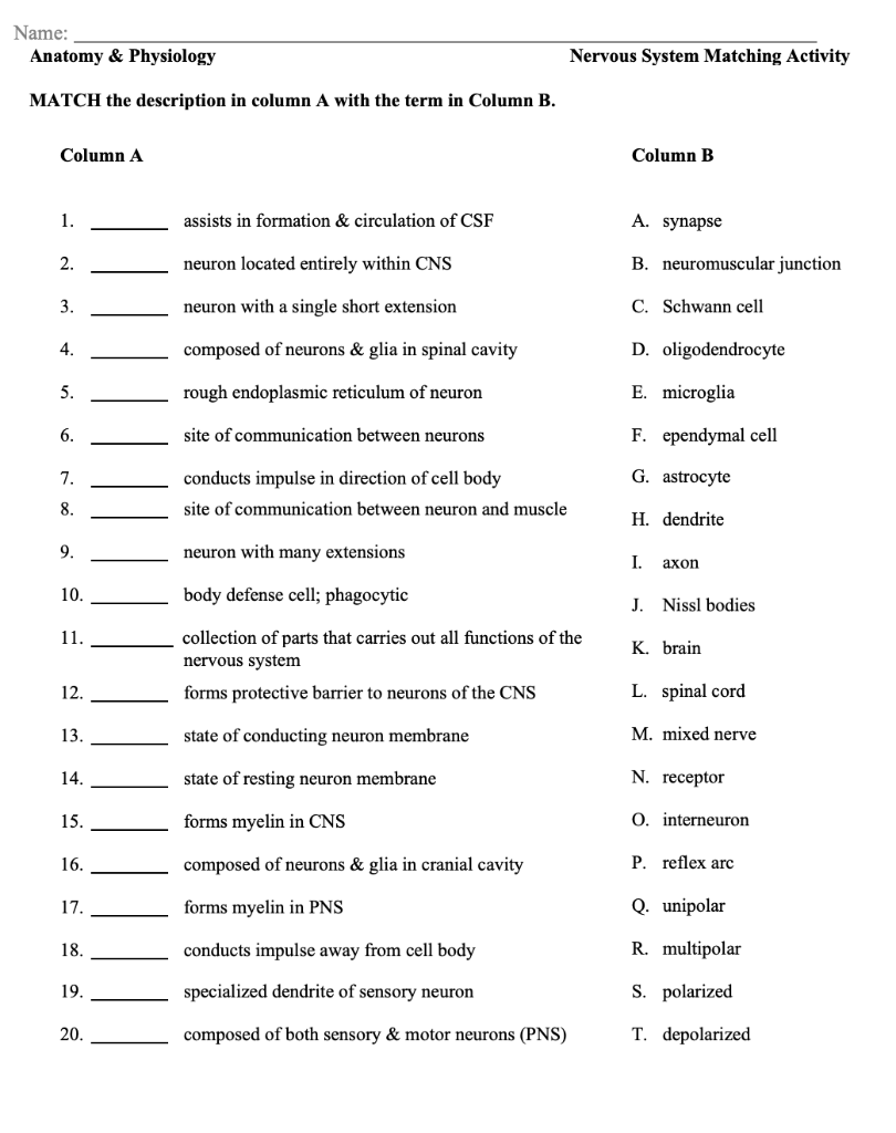 Solved Name: Anatomy & Physiology Nervous System Matching | Chegg.com