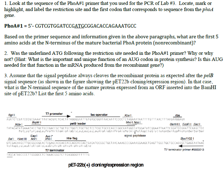 Analysis of the PhoA protein produced from the | Chegg.com