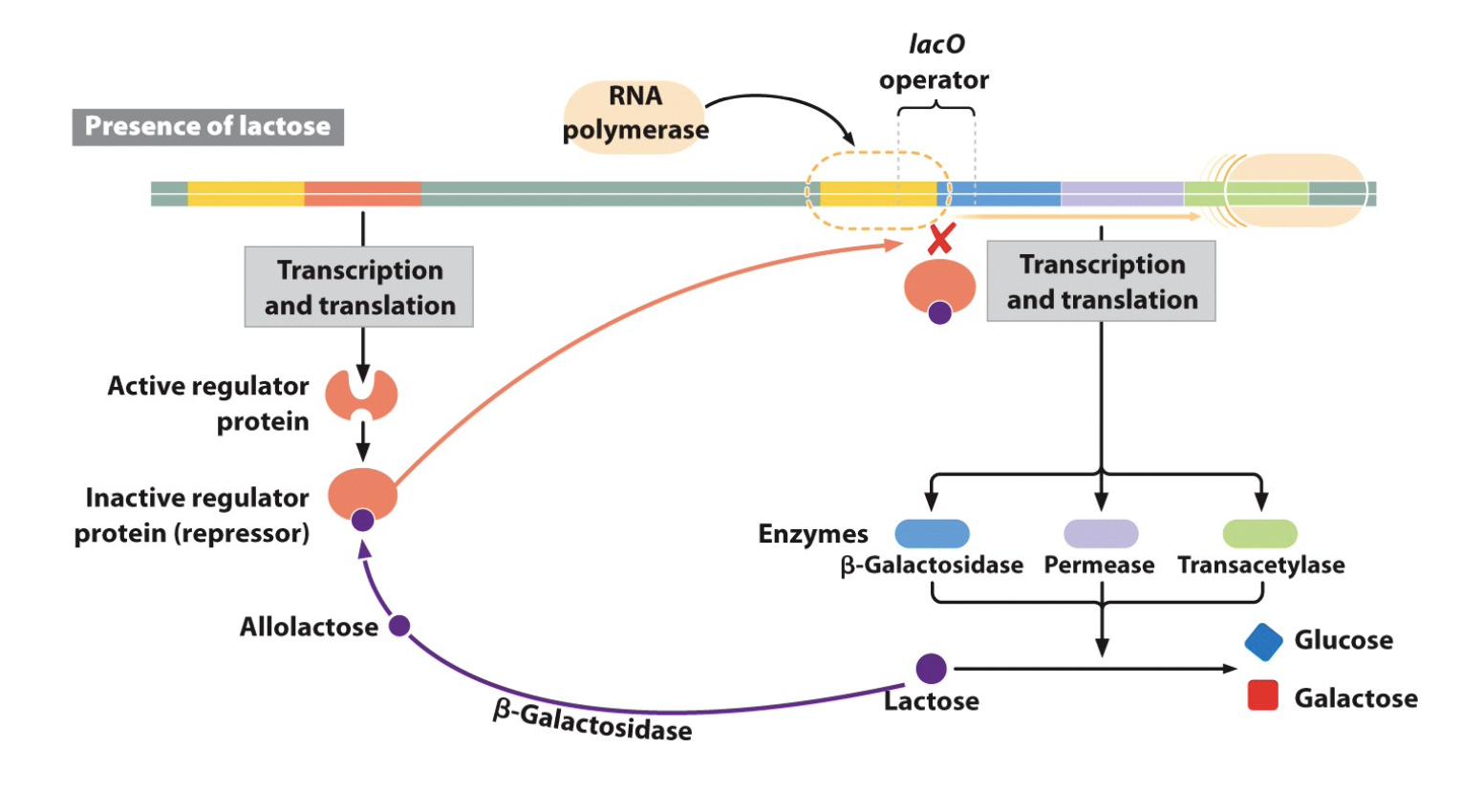 Solved Base on this image, allolactose can be describe as a | Chegg.com