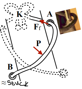 Solved We make a simple model for shoelaces. Focus on the | Chegg.com
