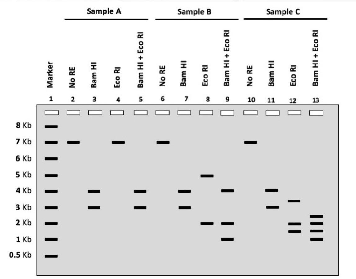 Solved Create a linear restriction map and indicate the | Chegg.com