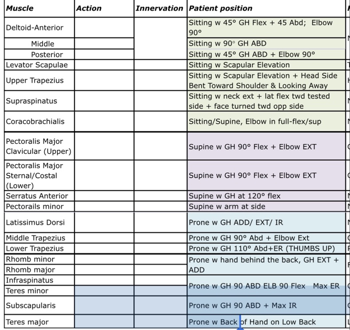 Solved Muscle Action Innervation Patient position Sitting w | Chegg.com
