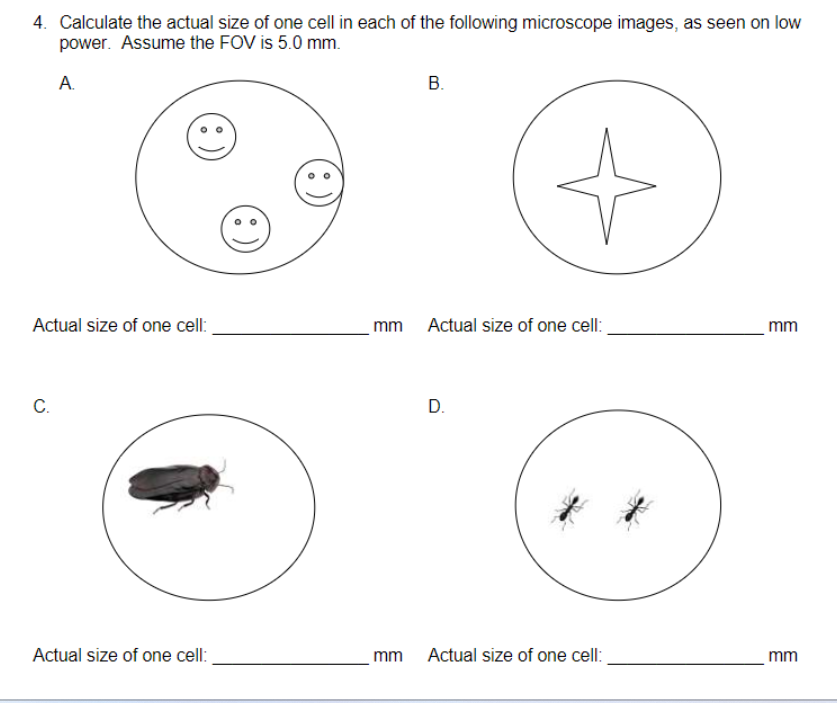 Solved 4. Calculate the actual size of one cell in each of | Chegg.com