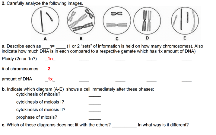 1. Assume that a cell is 2n=2 (diploid has two | Chegg.com