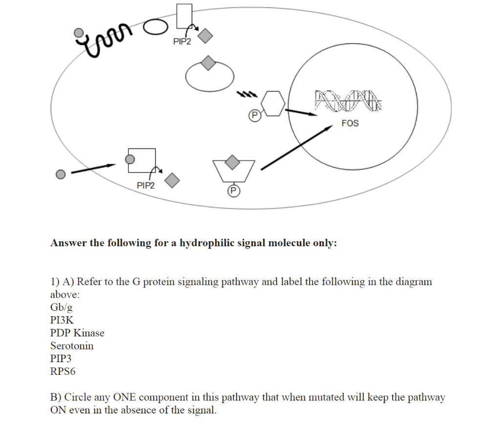 PIP2 ever FOS PIP2 Answer the following for a | Chegg.com