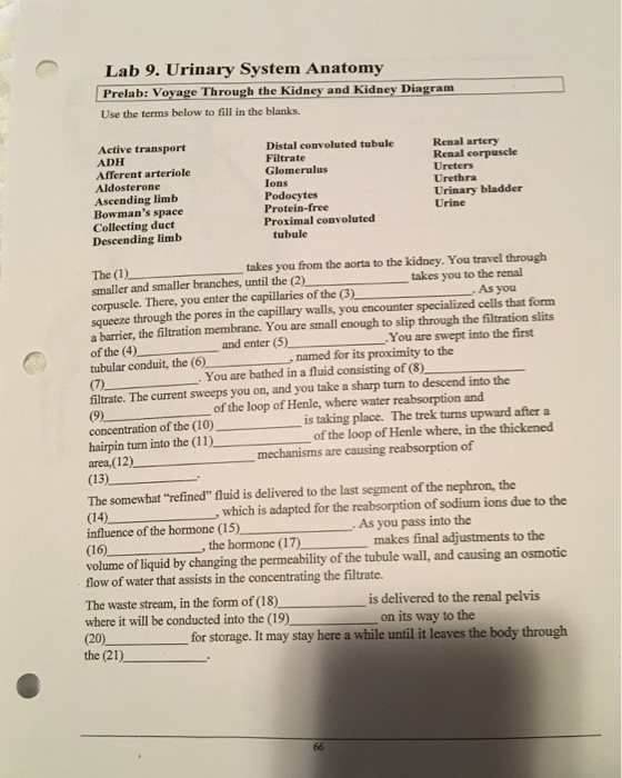 Solved Lab 9. Urinary System Anatomy Prelab: Voyage Through | Chegg.com