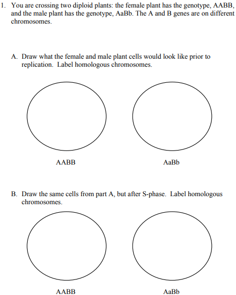 Solved You are crossing two diploid plants: the female plant | Chegg.com