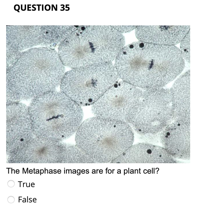 Solved QUESTION 35 The Metaphase images are for a plant | Chegg.com