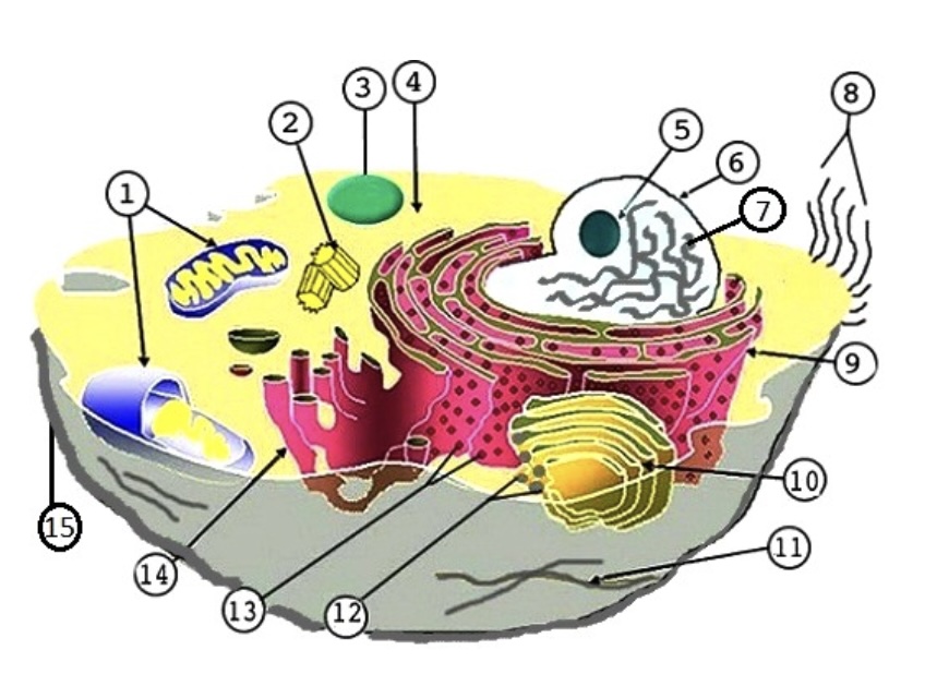 Solved Label the parts of the Animal Cell shown in the | Chegg.com