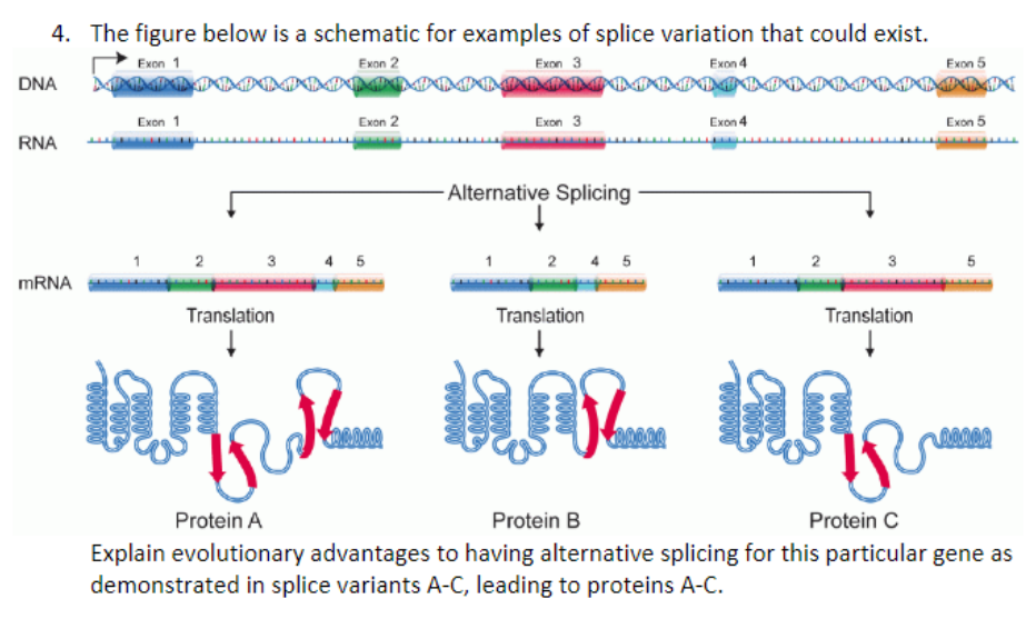 Solved demonstrated in splice variants A−C, leading to | Chegg.com