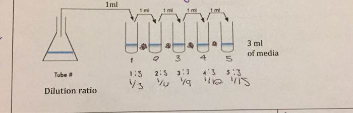 Solved 1ml 1 ml 1 m1 3 ml of media 1 34 5 Tube # 1:3 2:S 33 | Chegg.com
