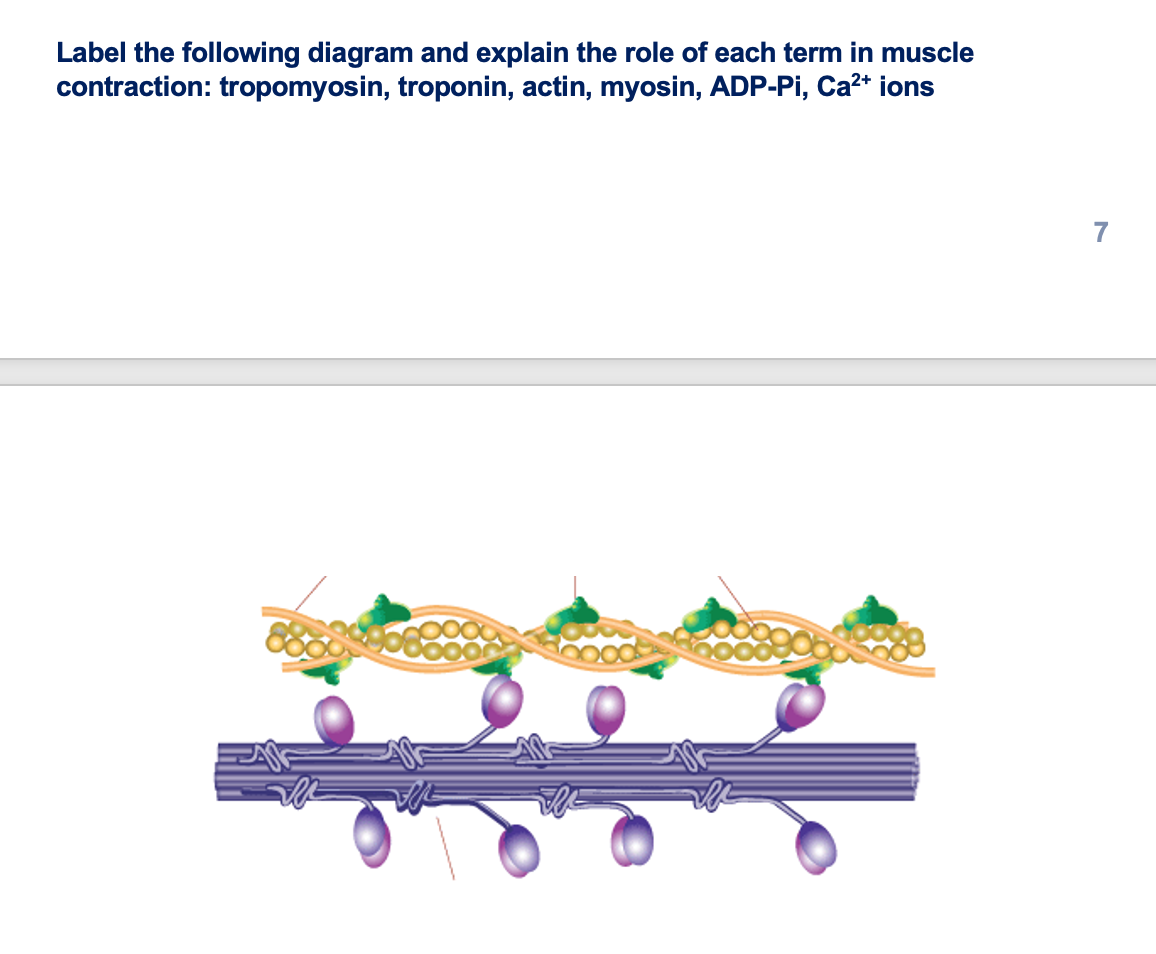Solved Label the following diagram and explain the role of | Chegg.com