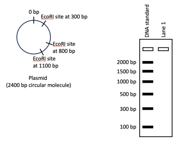 Solved Consider the plasmid below. It is a circular DNA | Chegg.com