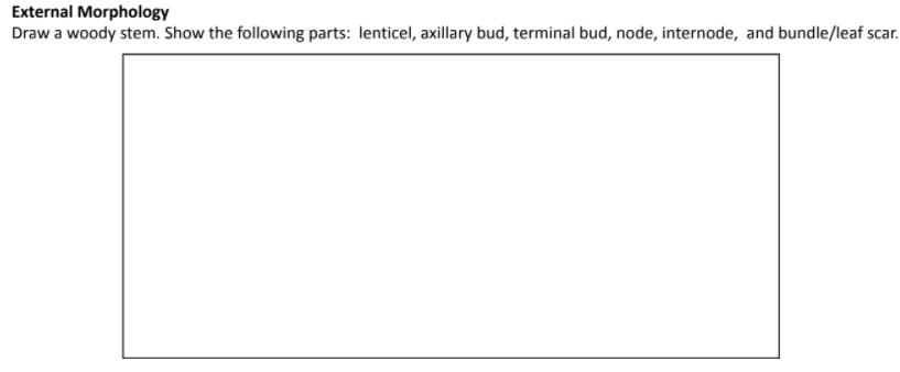 Solved External Morphology Draw a woody stem. Show the | Chegg.com