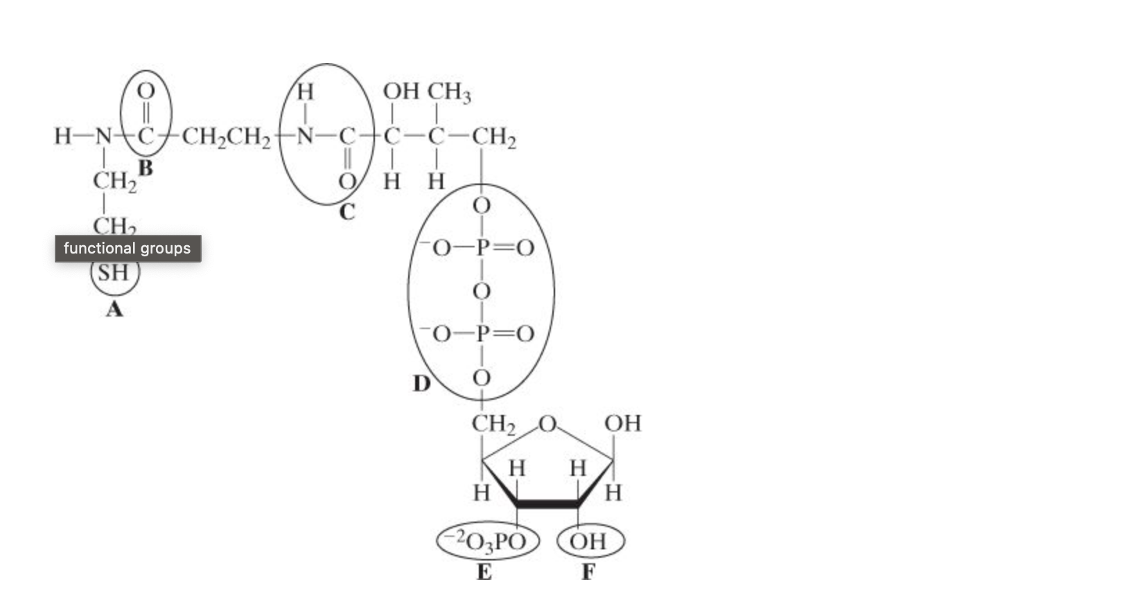 Solved Identify the circled functional groups of the | Chegg.com