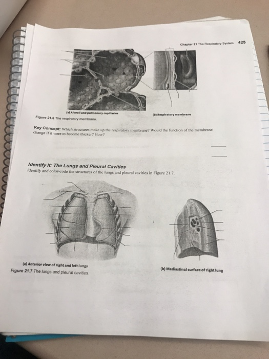 Solved 425 Chapter 21 The Resonary System h Respiratery | Chegg.com