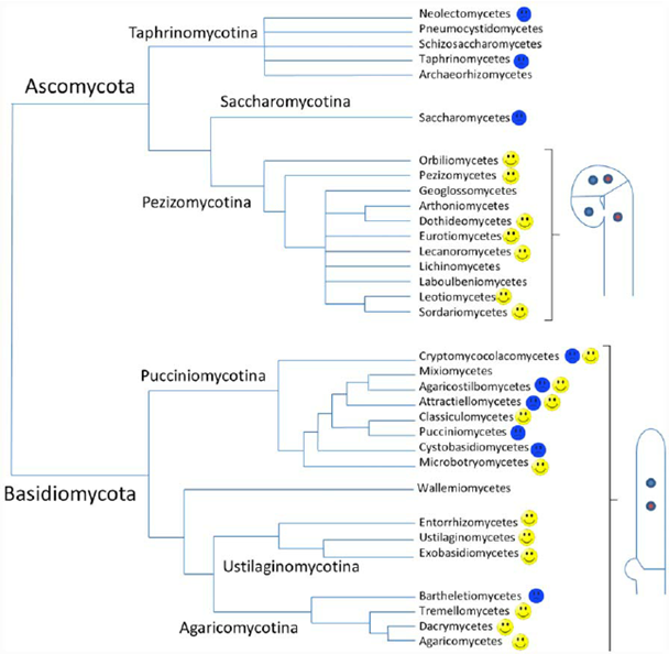 Which group of organisms represents the outgroup? | Chegg.com