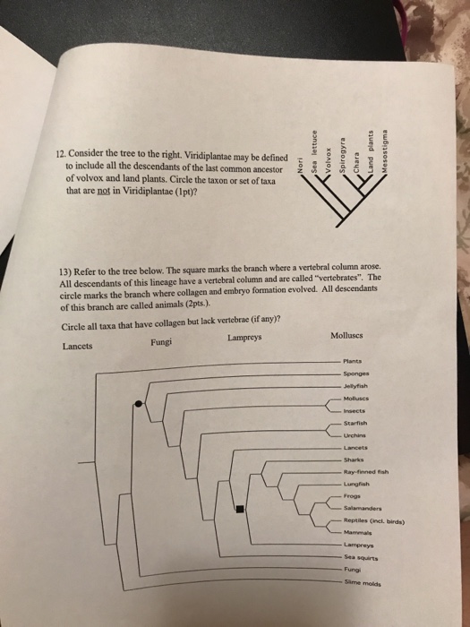 Solved Introduction to Evolution Worksheet 1 Name & ID: | Chegg.com