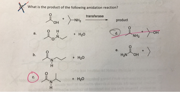 Solved What is the product of the following amidation | Chegg.com