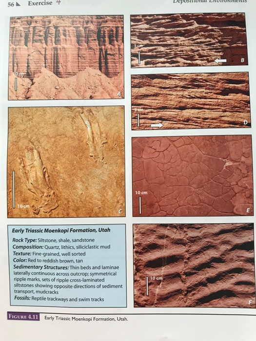 Solved Exercise 4 Depositional Environments 55 4. What do | Chegg.com