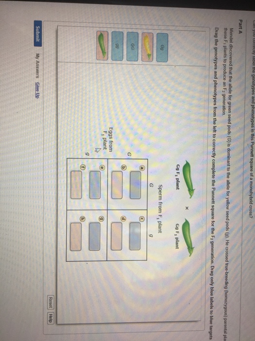 Solved Mendel discovered that the allele for green seed pods | Chegg.com