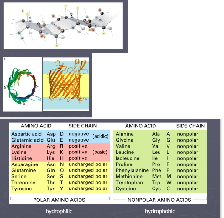 Solved In some proteins, a series of beta sheets bend to | Chegg.com