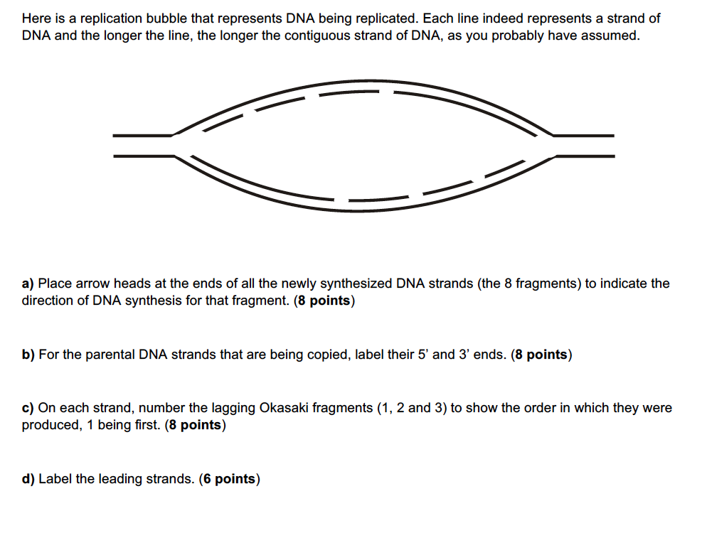 Solved Here is a replication bubble that represents DNA | Chegg.com