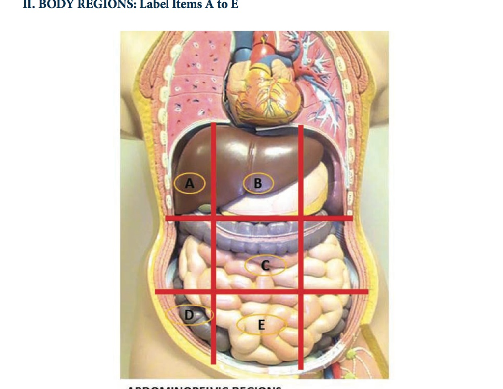 Solved 12 LAB EX 2 Language of Anatomy Lab Activity 2-1: | Chegg.com Solved 12 LAB EX 2 Language of Anatomy Lab Activity 2-1: | Chegg.com