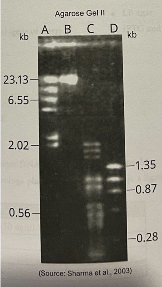 Solved The agarose gel below shows the digested genomic DNA. | Chegg.com