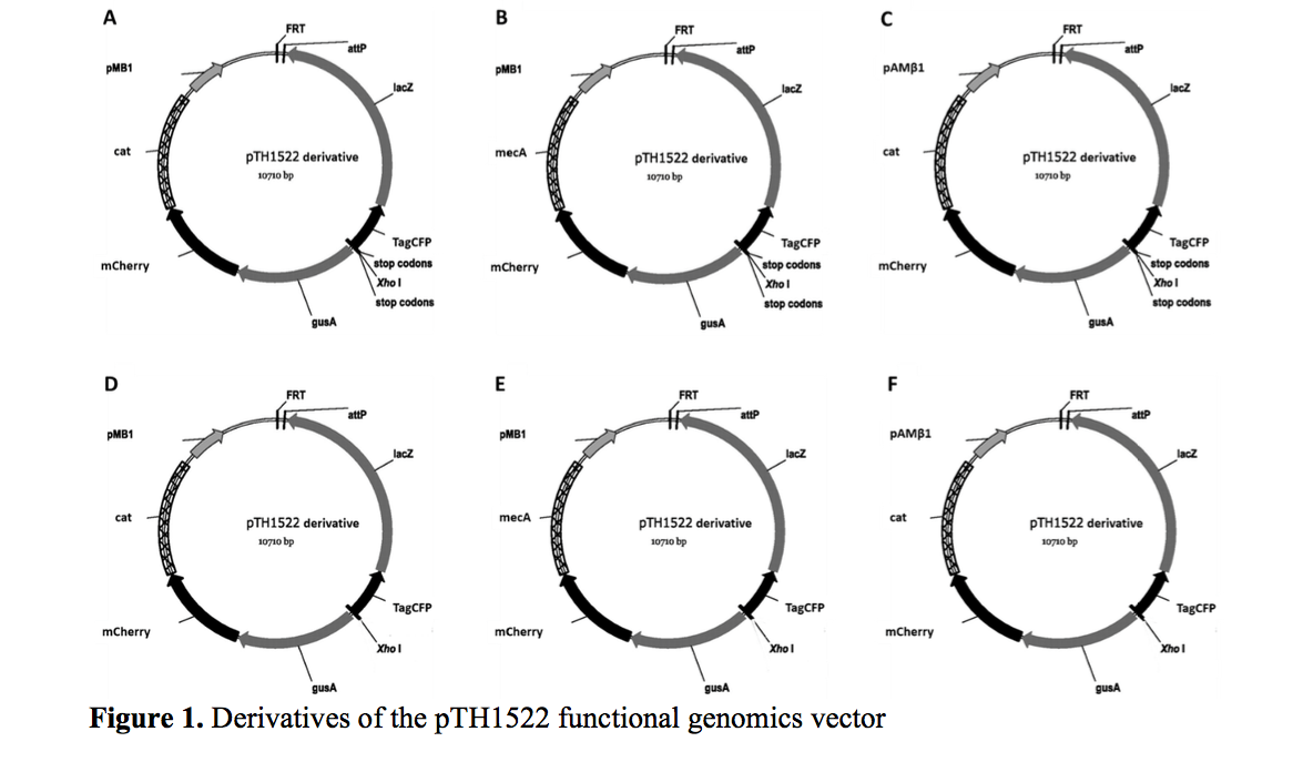 Solved A B с FRT FRT FRT attP attP attP PMB1 pMB1 PAMB1 lacz | Chegg.com