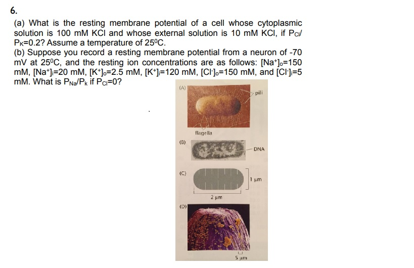 (a) What is the resting membrane potential of a cell | Chegg.com